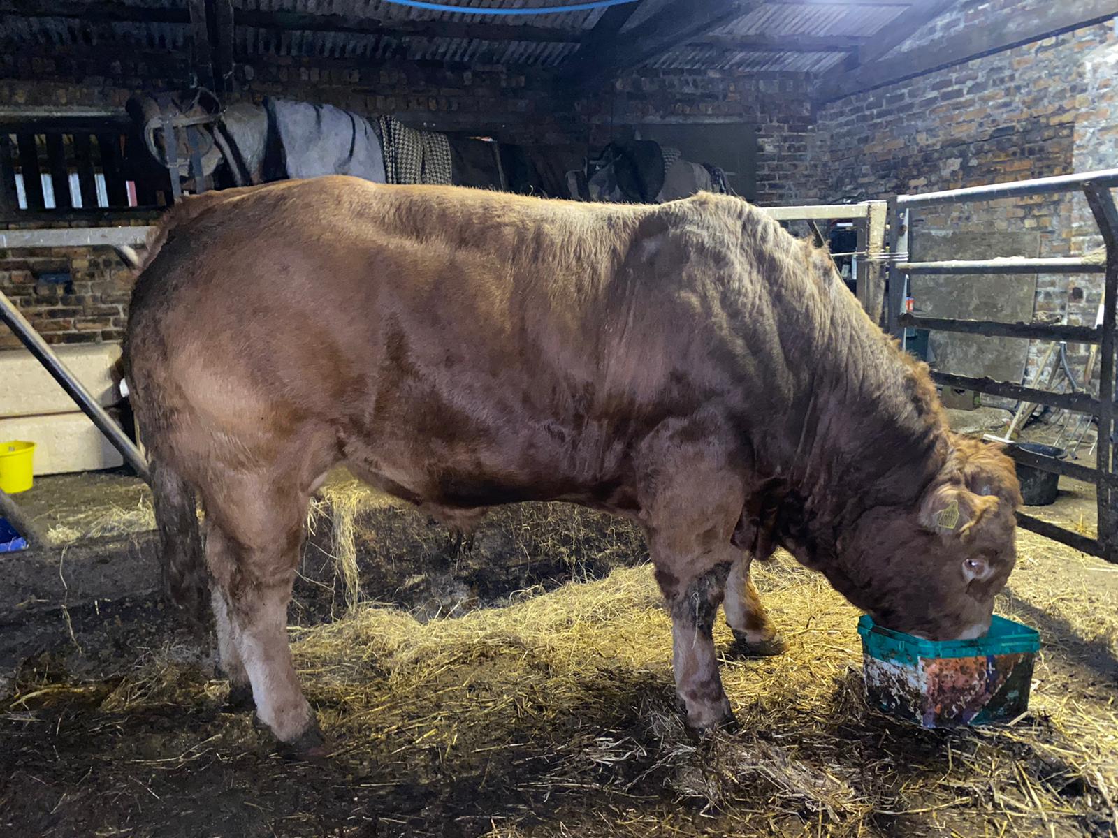 Pedigree Limousin Breeding Bull Livestock Sales- Willie Paterson Livestock