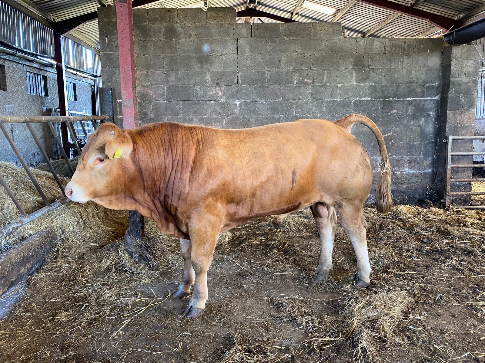 Pedigree Limousin Breeding Bull Livestock Sales- Willie Paterson Livestock