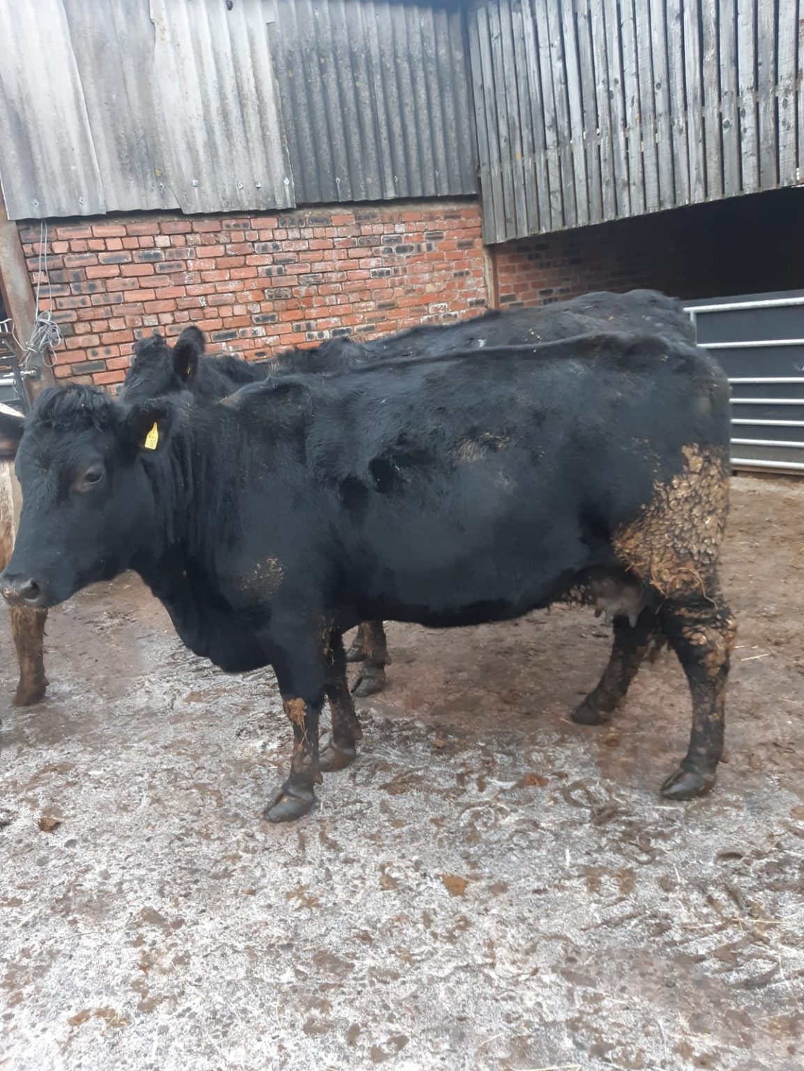 5 Beef Cows in calf to Lim x British Blue Bull Livestock Sales- Willie ...