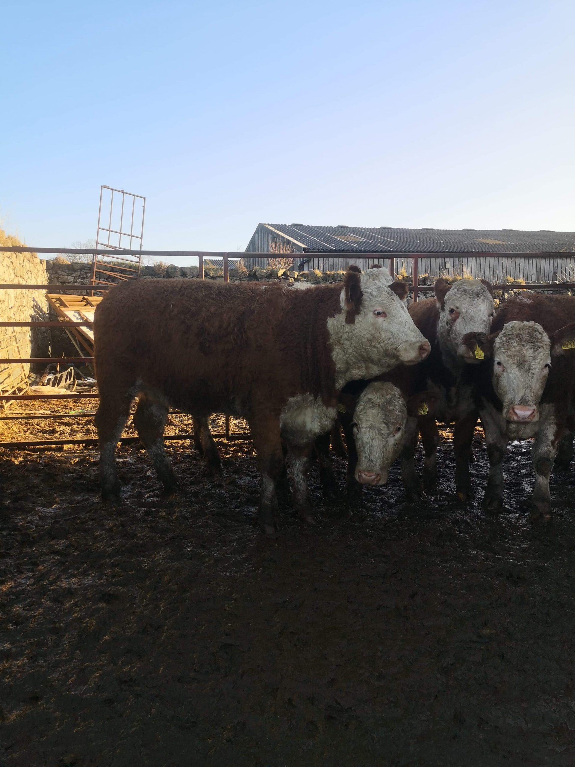5 Red Hereford x Simmental Bulling Heifers Livestock Sales- Willie ...