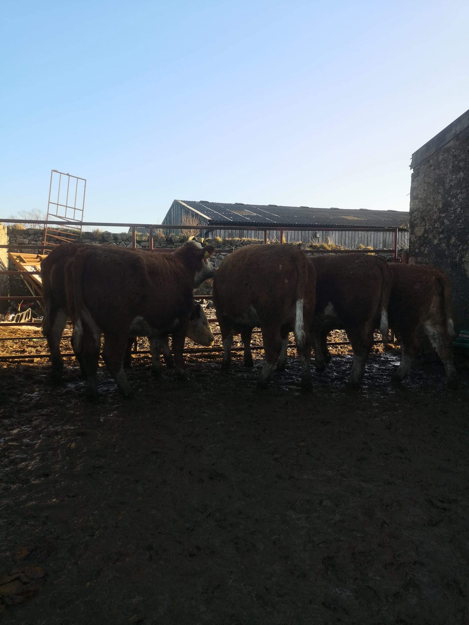 5 Red Hereford x Simmental Bulling Heifers Livestock Sales- Willie ...