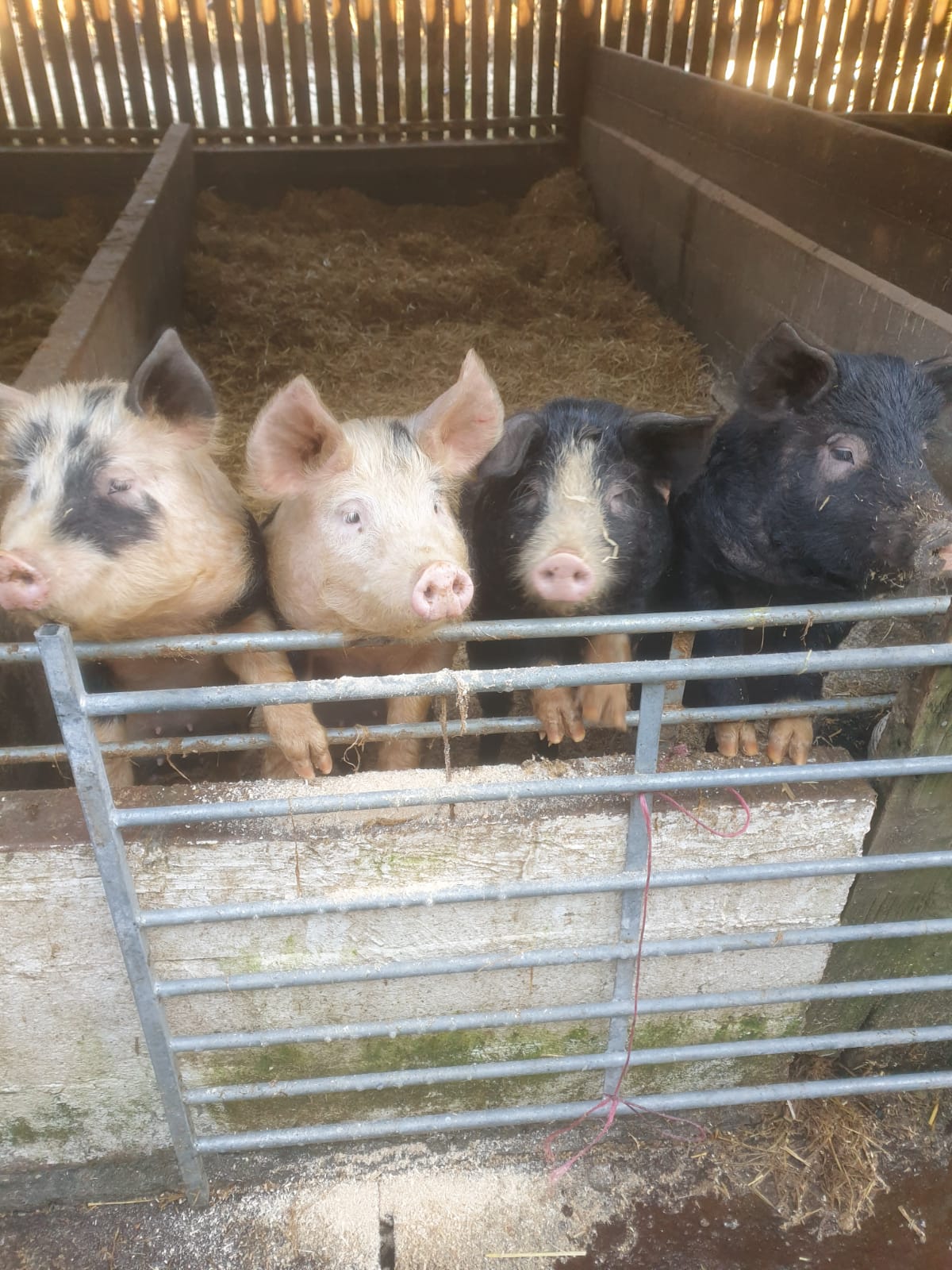 5 Weaner Pigs suitable for fattening Livestock Sales- Willie Paterson ...
