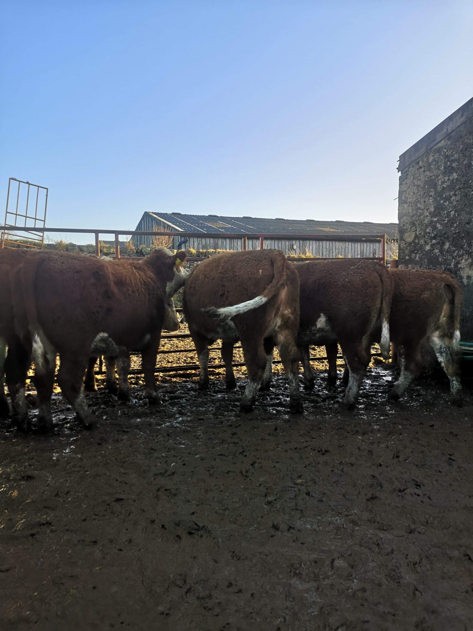 5 Red Hereford x Simmental Bulling Heifers Livestock Sales- Willie ...