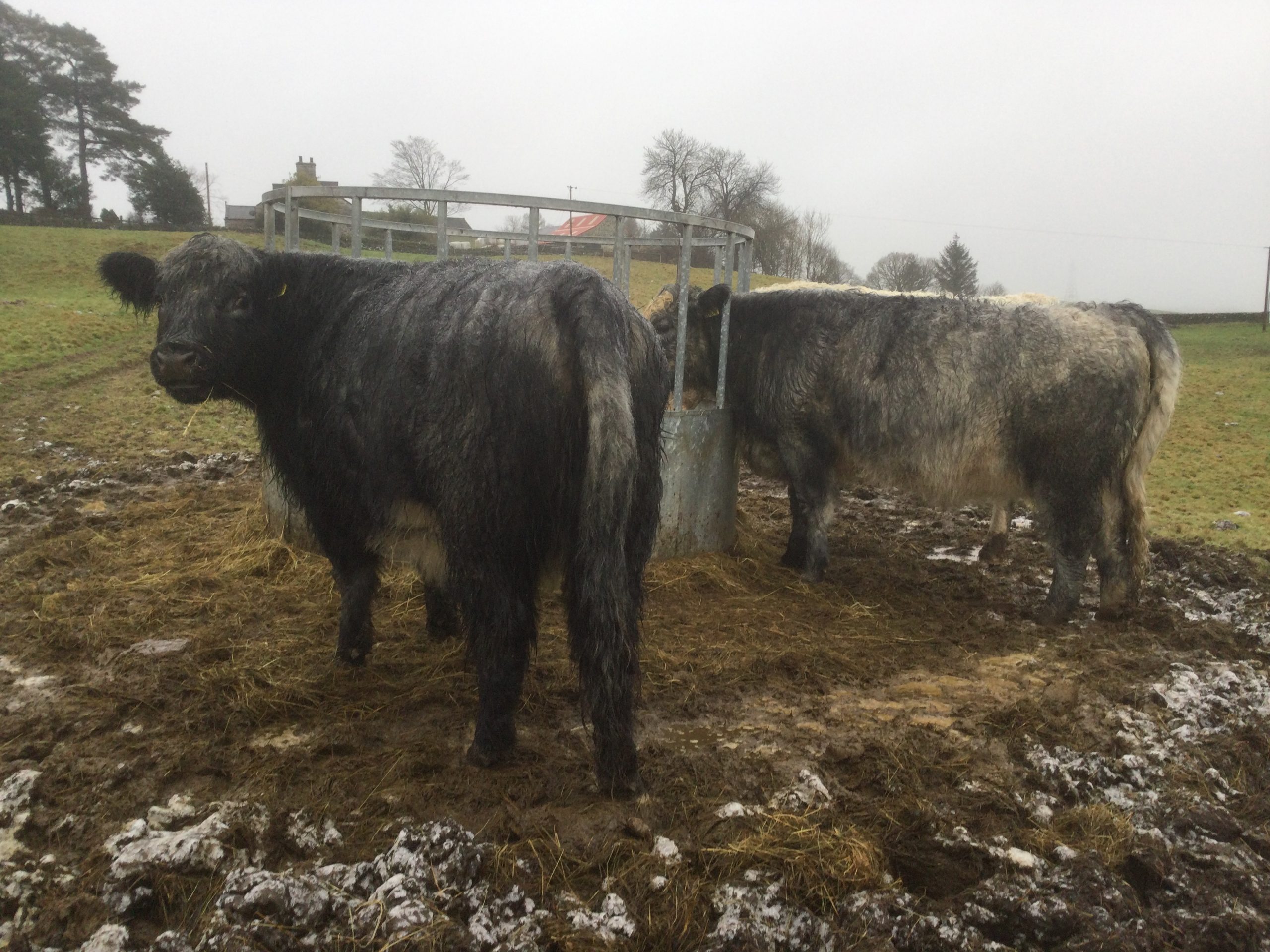 4 Whitbred Shorthorn Bulling Heifers Livestock Sales- Willie Paterson ...