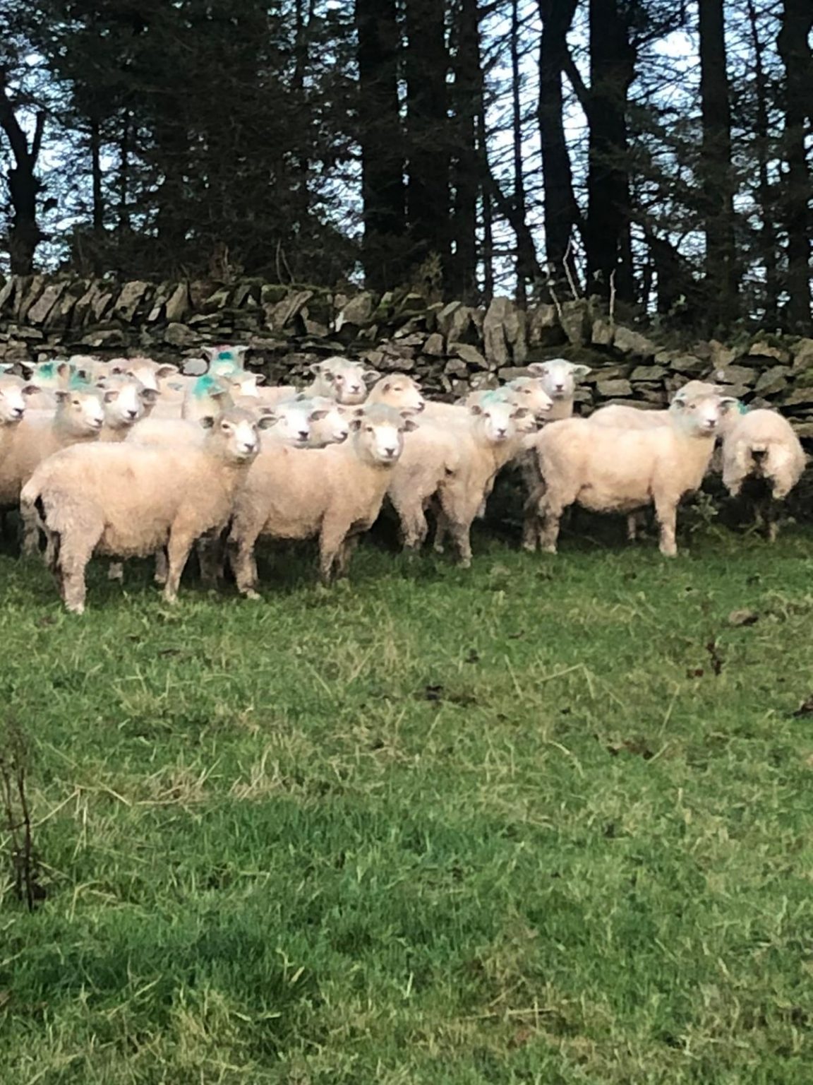 55 New Zealand Romney Ewe Lambs Livestock Sales- Willie Paterson Livestock
