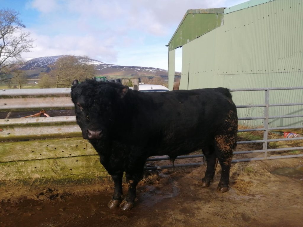 Pedigree Aberdeen Angus Stock Bull Livestock Sales- Willie Paterson ...