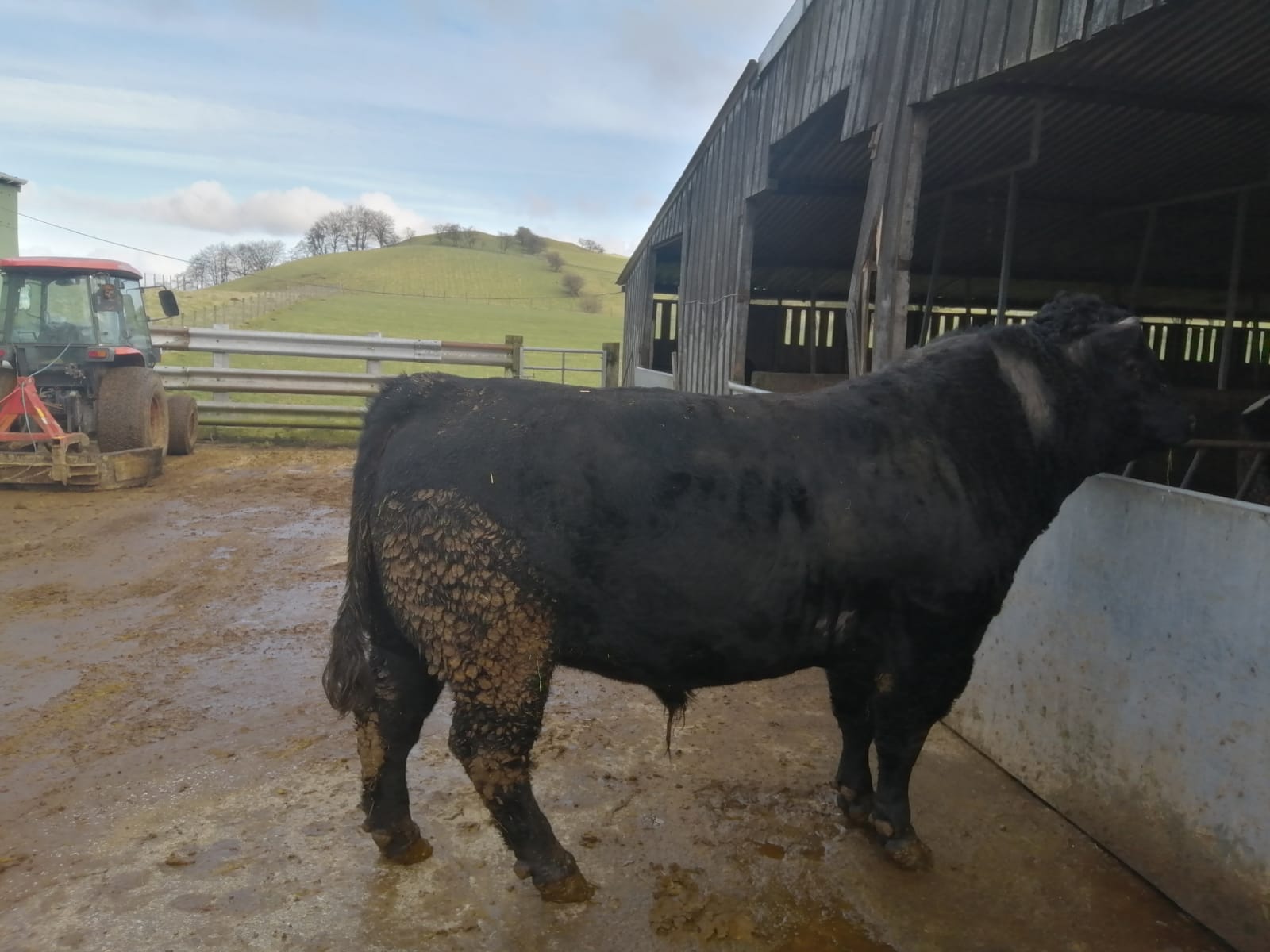 Pedigree Aberdeen Angus Stock Bull Livestock Sales- Willie Paterson ...