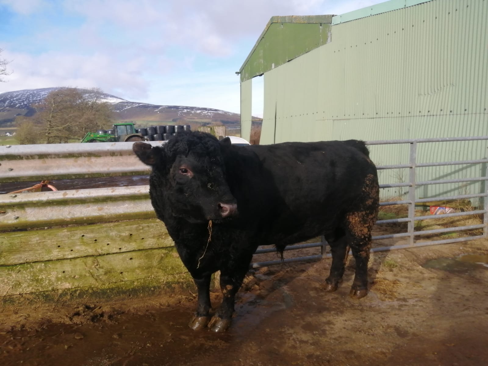 Pedigree Aberdeen Angus Stock Bull Livestock Sales- Willie Paterson ...