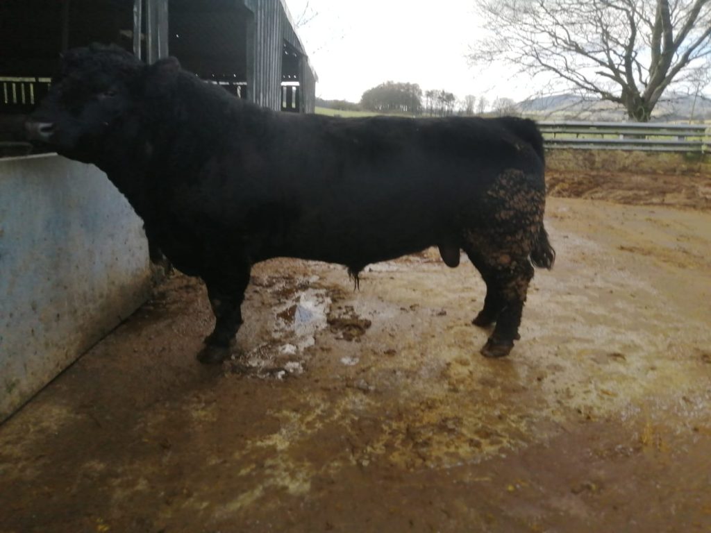 Pedigree Aberdeen Angus Stock Bull Livestock Sales- Willie Paterson ...