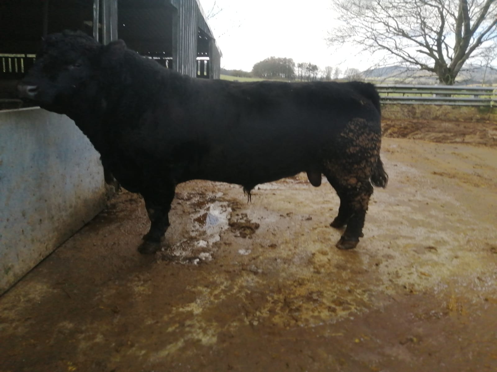 Pedigree Aberdeen Angus Stock Bull Livestock Sales- Willie Paterson ...