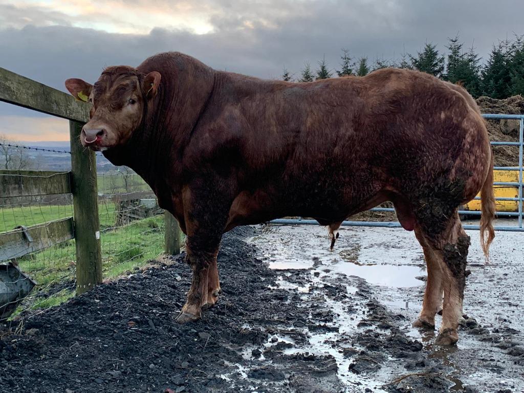 Pedigree Limousin Breeding Bull Livestock Sales- Willie Paterson Livestock