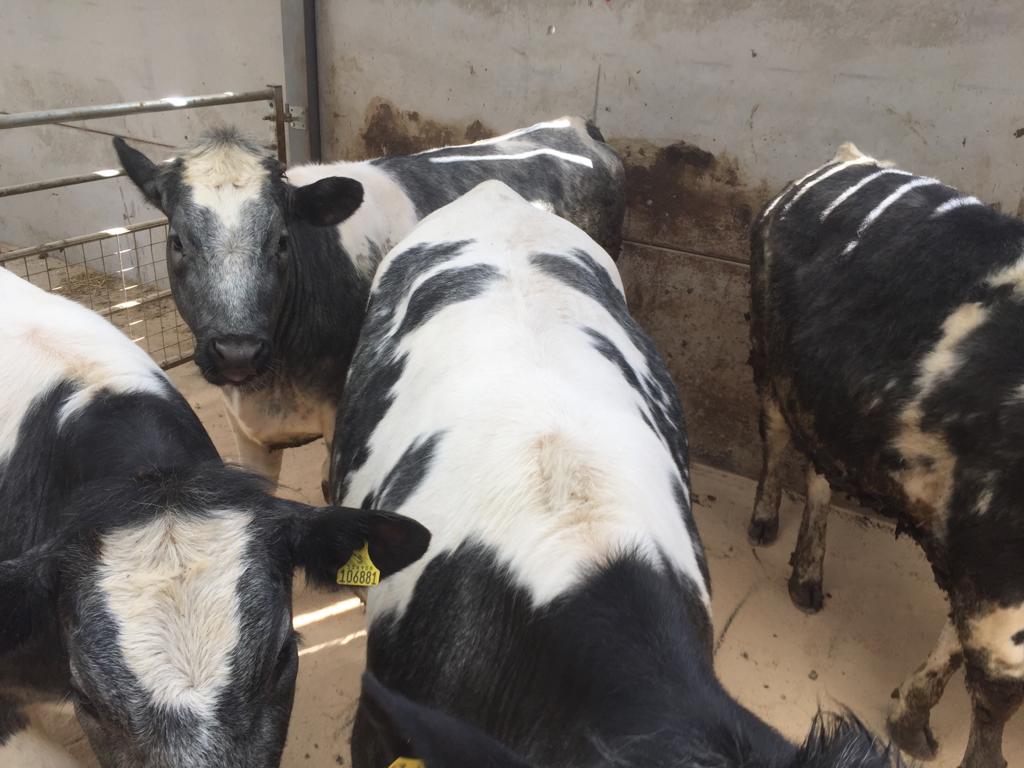 5 British Blue x Dairy Bulling Heifers Livestock Sales- Willie Paterson ...