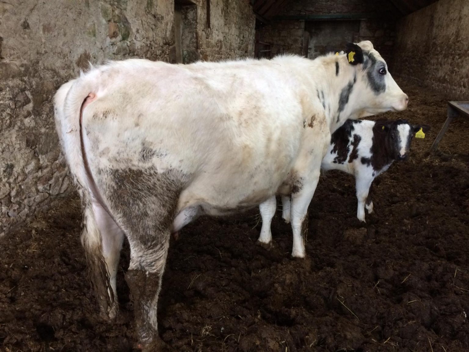 Bristish Blue Cow with BB Bullock calf Livestock Sales- Willie Paterson ...