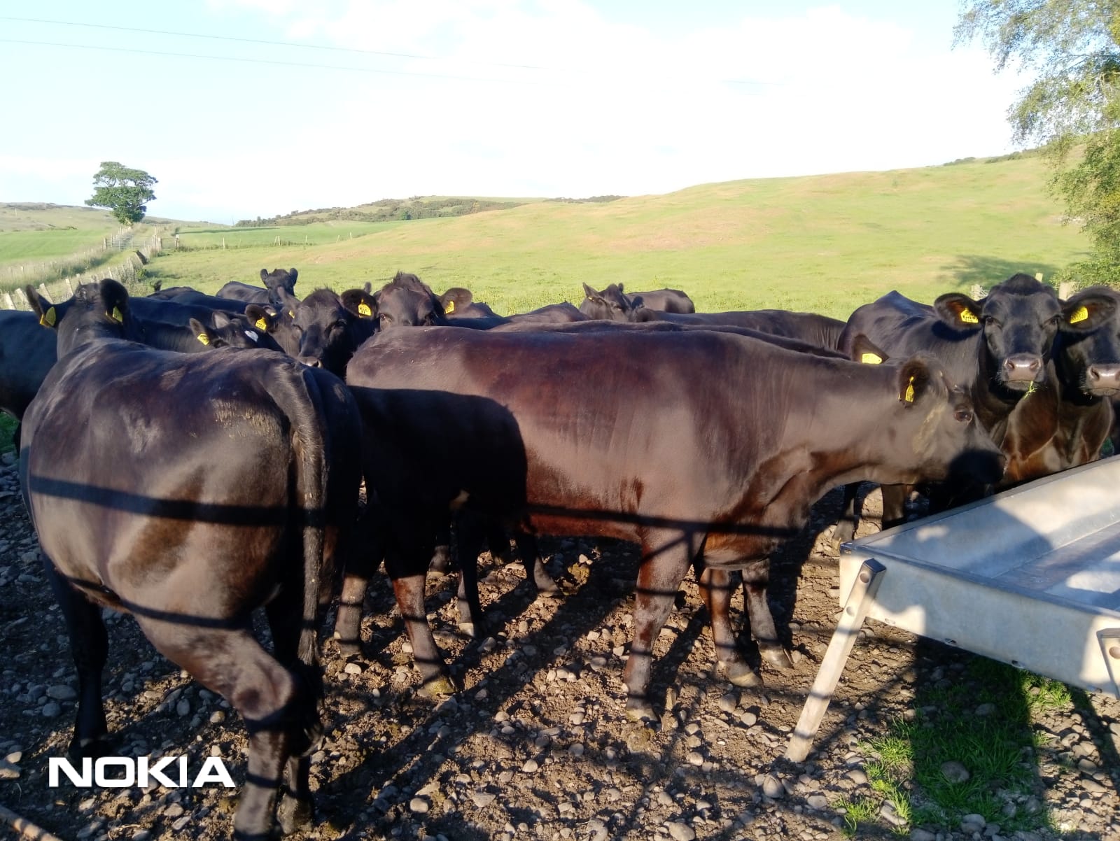 25 Aberdeen Angus x Dairy Bulling Heifers Livestock Sales- Willie ...