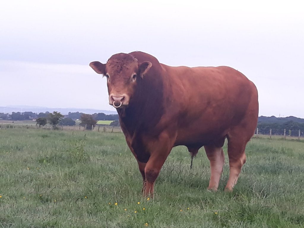 Pedigree Limousin Breeding Bull Livestock Sales- Willie Paterson Livestock