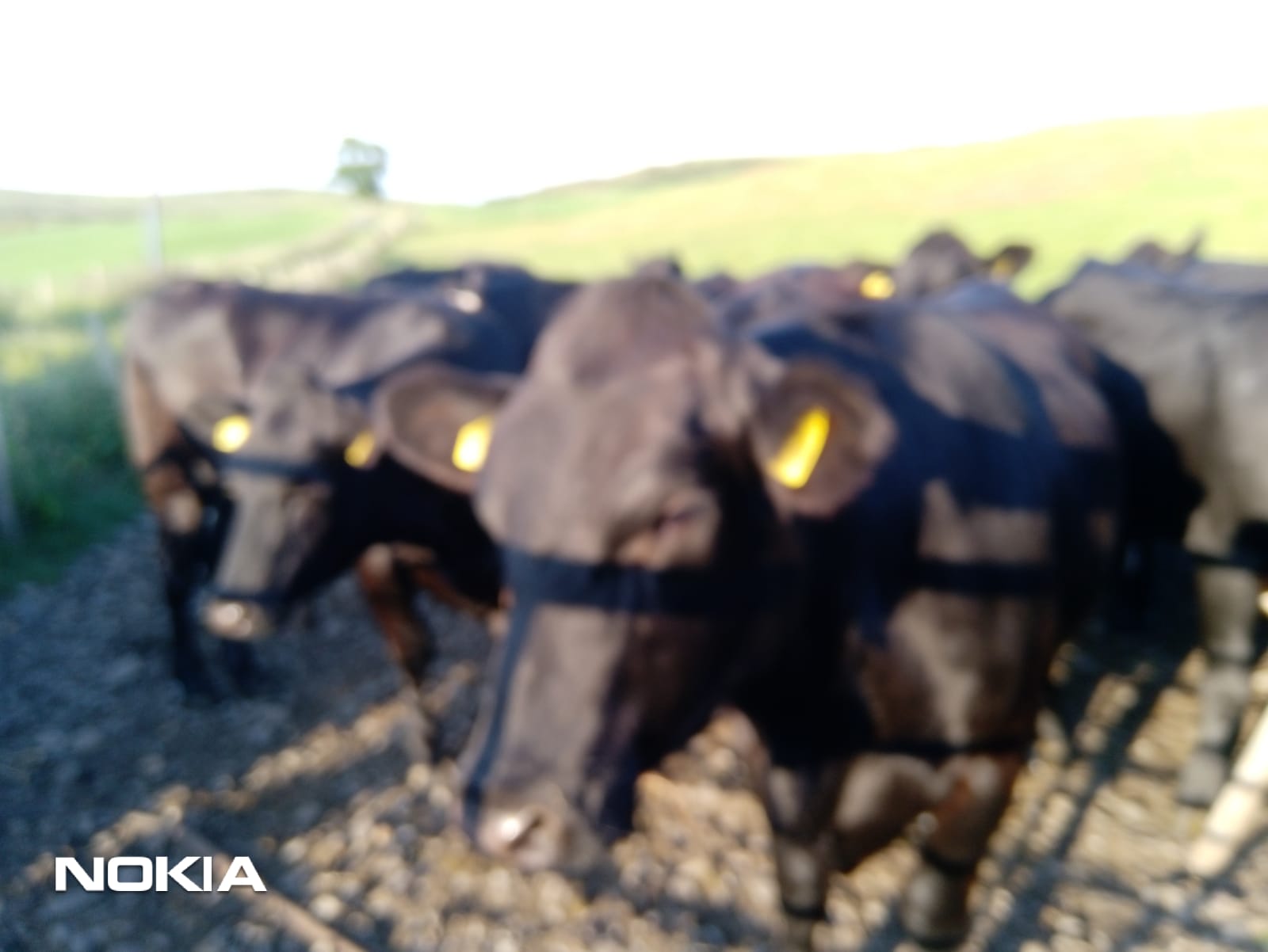 25 Aberdeen Angus x Dairy Bulling Heifers Livestock Sales- Willie ...