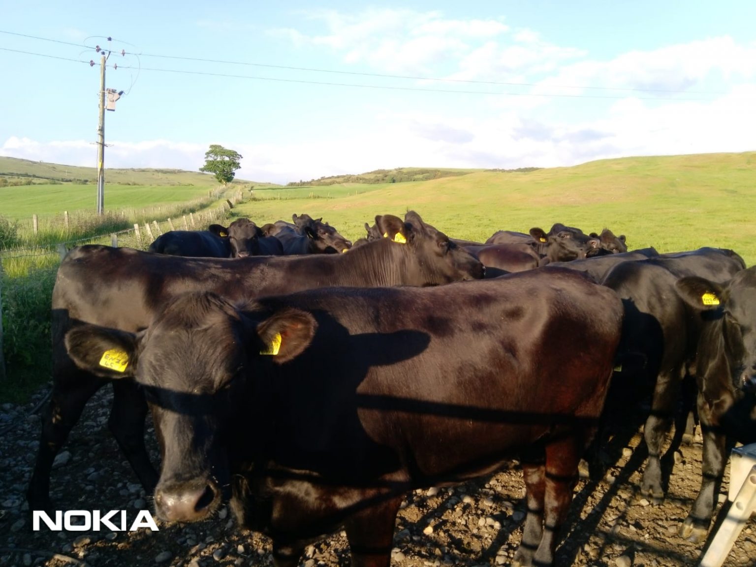 25 Aberdeen Angus x Dairy Bulling Heifers Livestock Sales- Willie ...