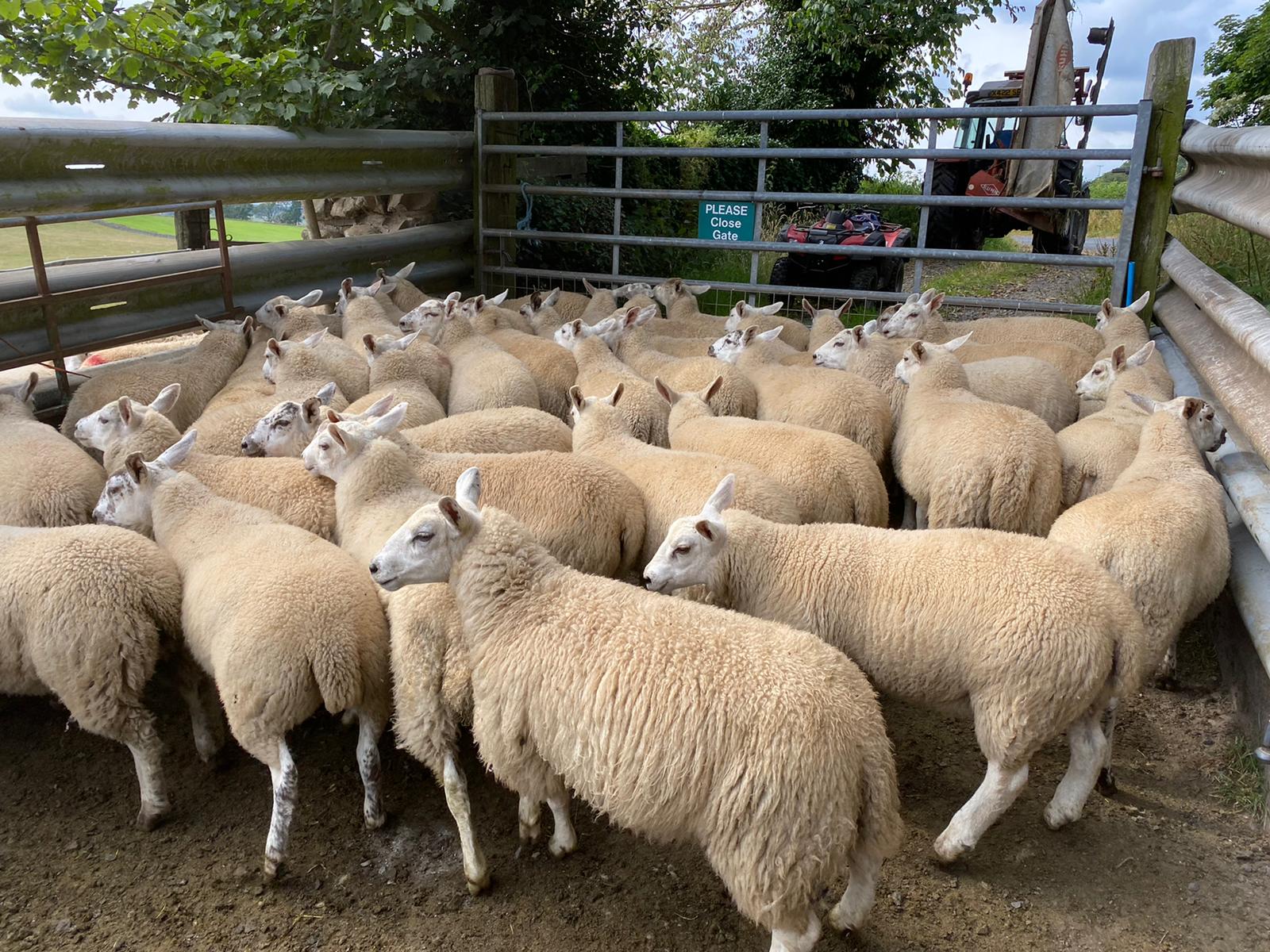 50 Outstanding Texel x Ewe Lambs Livestock Sales- Willie Paterson Livestock