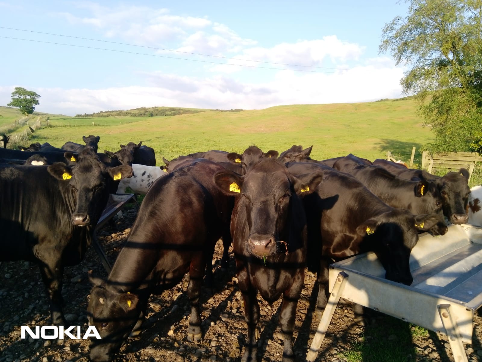 25 Aberdeen Angus x Dairy Bulling Heifers Livestock Sales- Willie ...