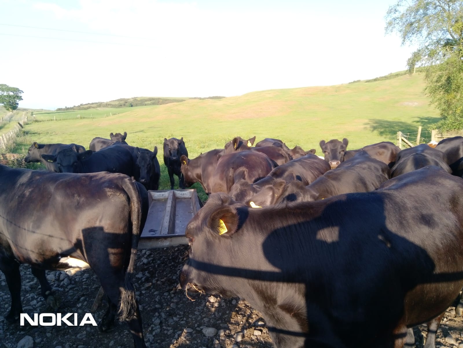 25 Aberdeen Angus x Dairy Bulling Heifers Livestock Sales- Willie ...