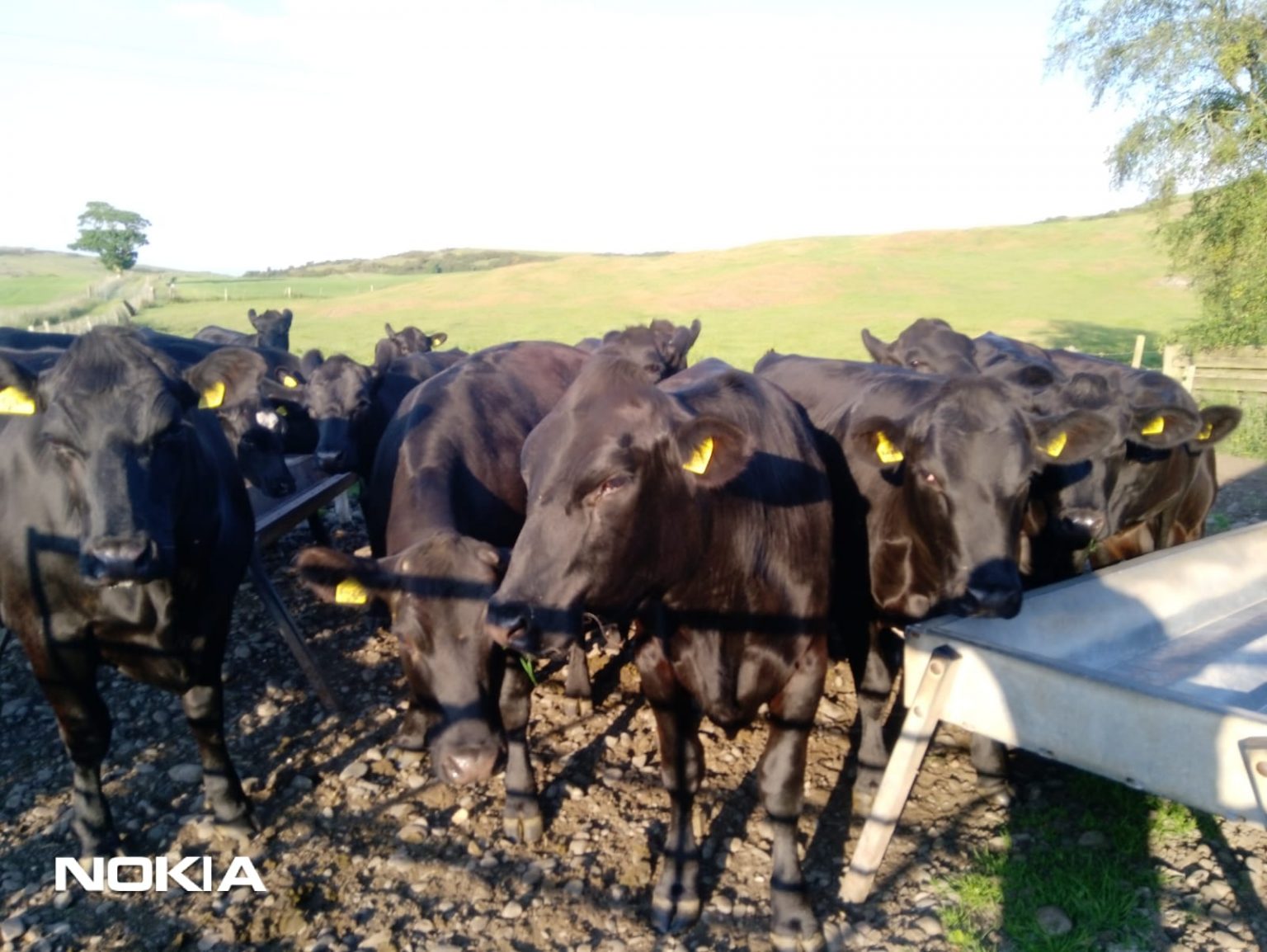25 Aberdeen Angus x Dairy Bulling Heifers Livestock Sales- Willie ...