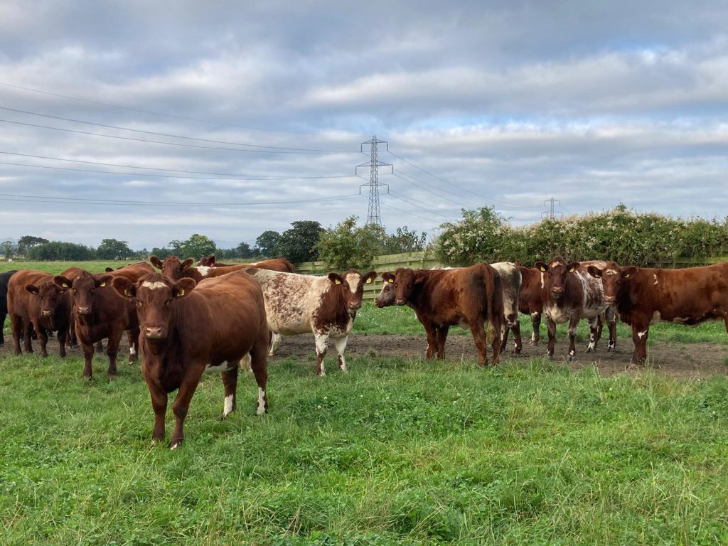 12 Pure Beef Shorthorn Bulling Heifers Livestock Sales- Willie Paterson ...